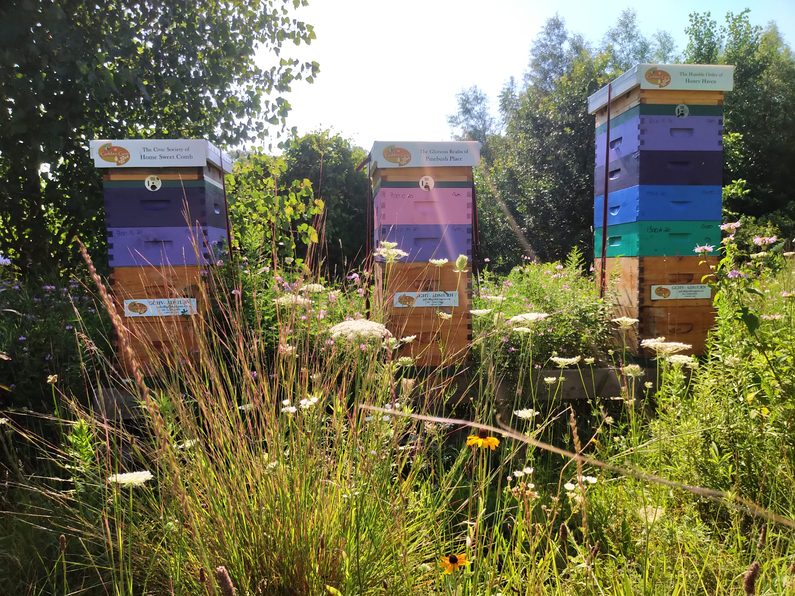 Golden Goo Honey - Honeybees and all things Sweet